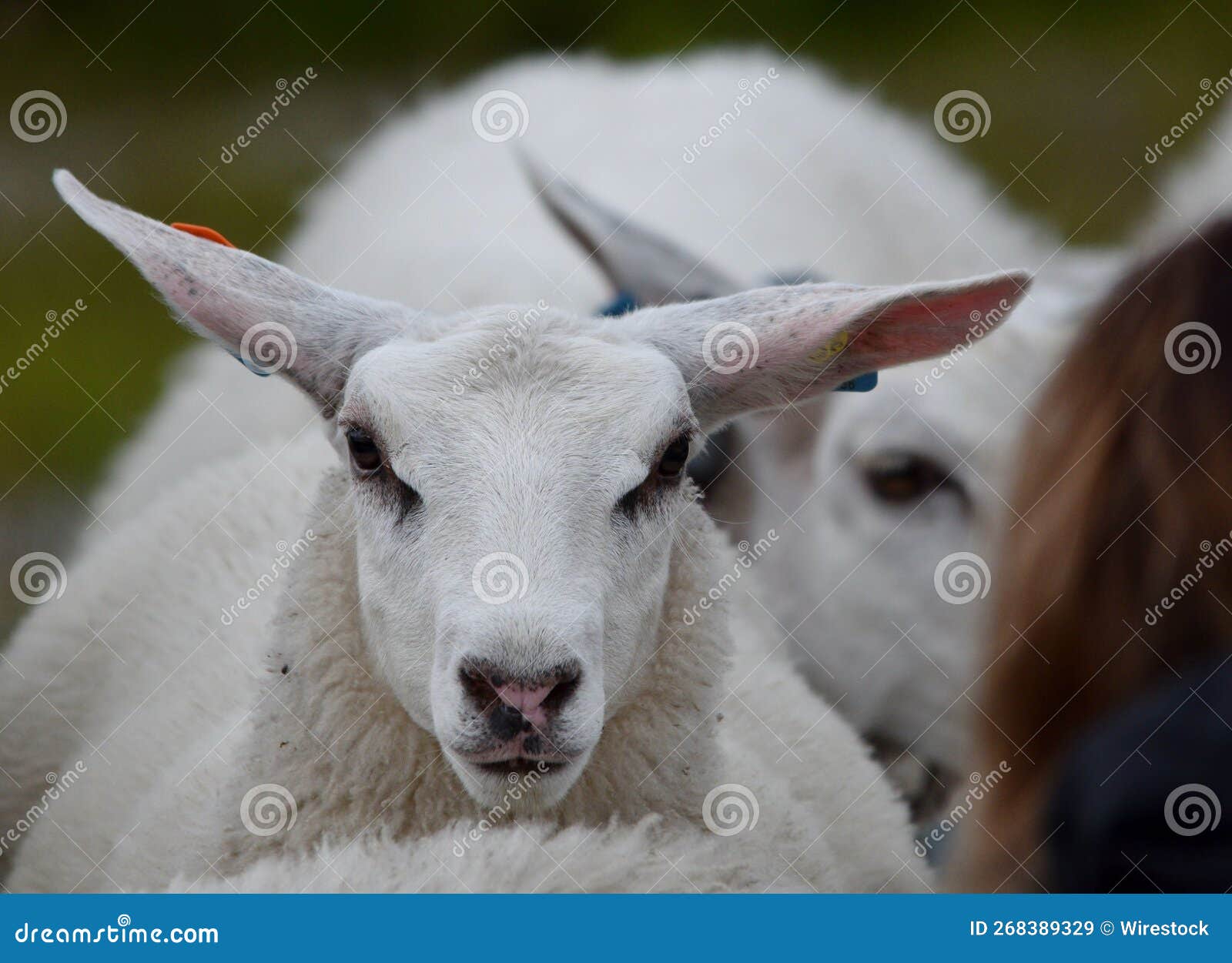 Closeup of White Goat Looking at Camera Stock Image - Image of mammal ...