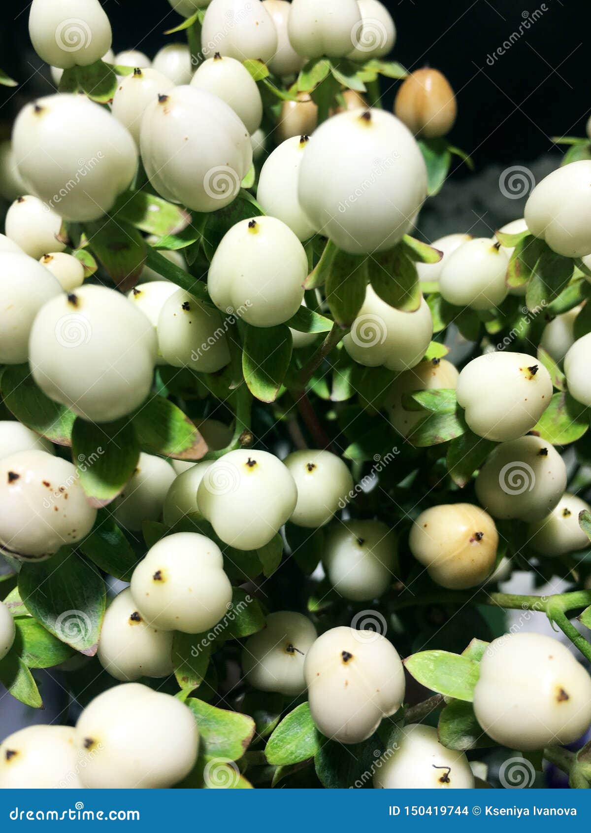 Closeup of White Hypericum Berries. White Hypericum Berries Isolated ...