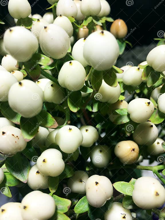 Closeup of White Hypericum Berries. White Hypericum Berries Isolated ...