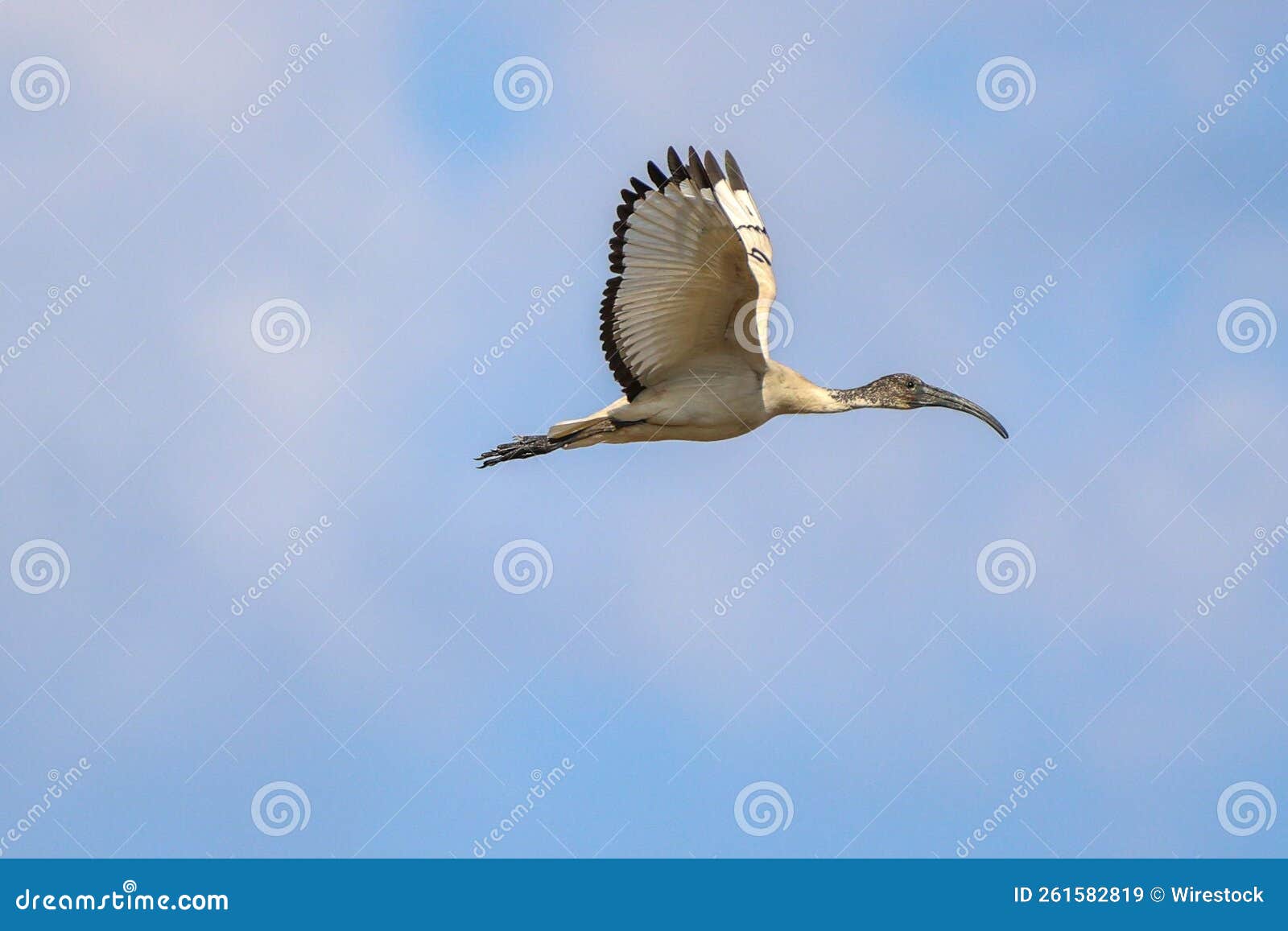 Closeup of a White Ibis during Its Flight in the Blue Sky Stock Image ...