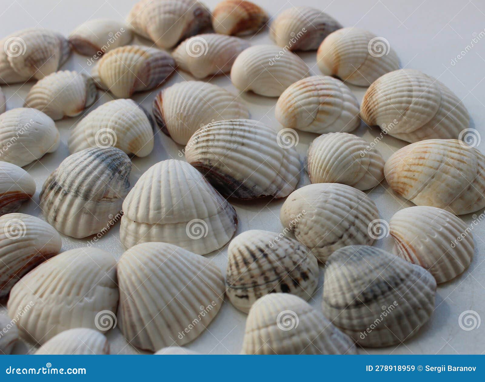 Closeup of White Identical Seashells Laid Out in a Circle on a White ...