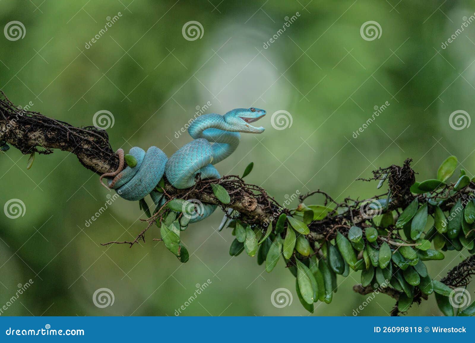 Closeup of a White Lipped Pit Viper on a Tree Stock Photo - Image of ...