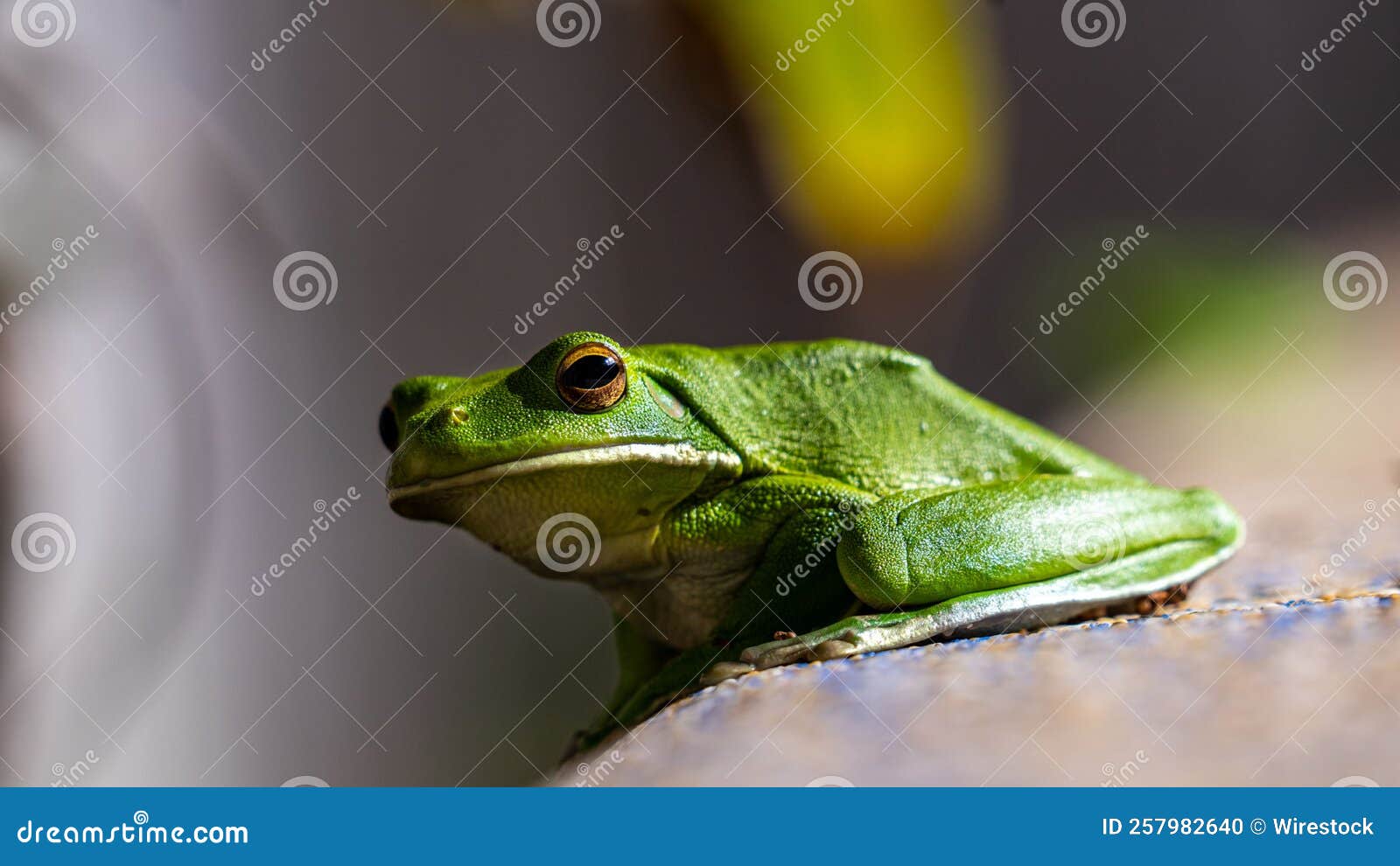 Closeup of a White-lipped Tree Frog. Stock Photo - Image of amphibian ...