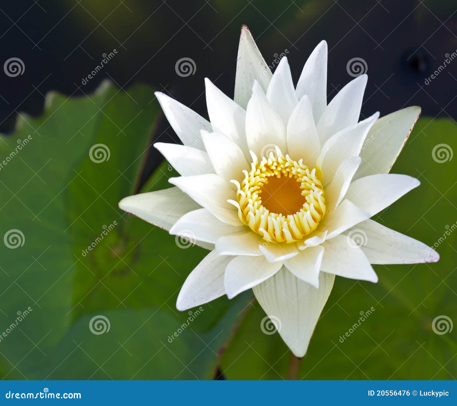 Closeup white lotus flower stock photo. Image of beautiful - 20556476