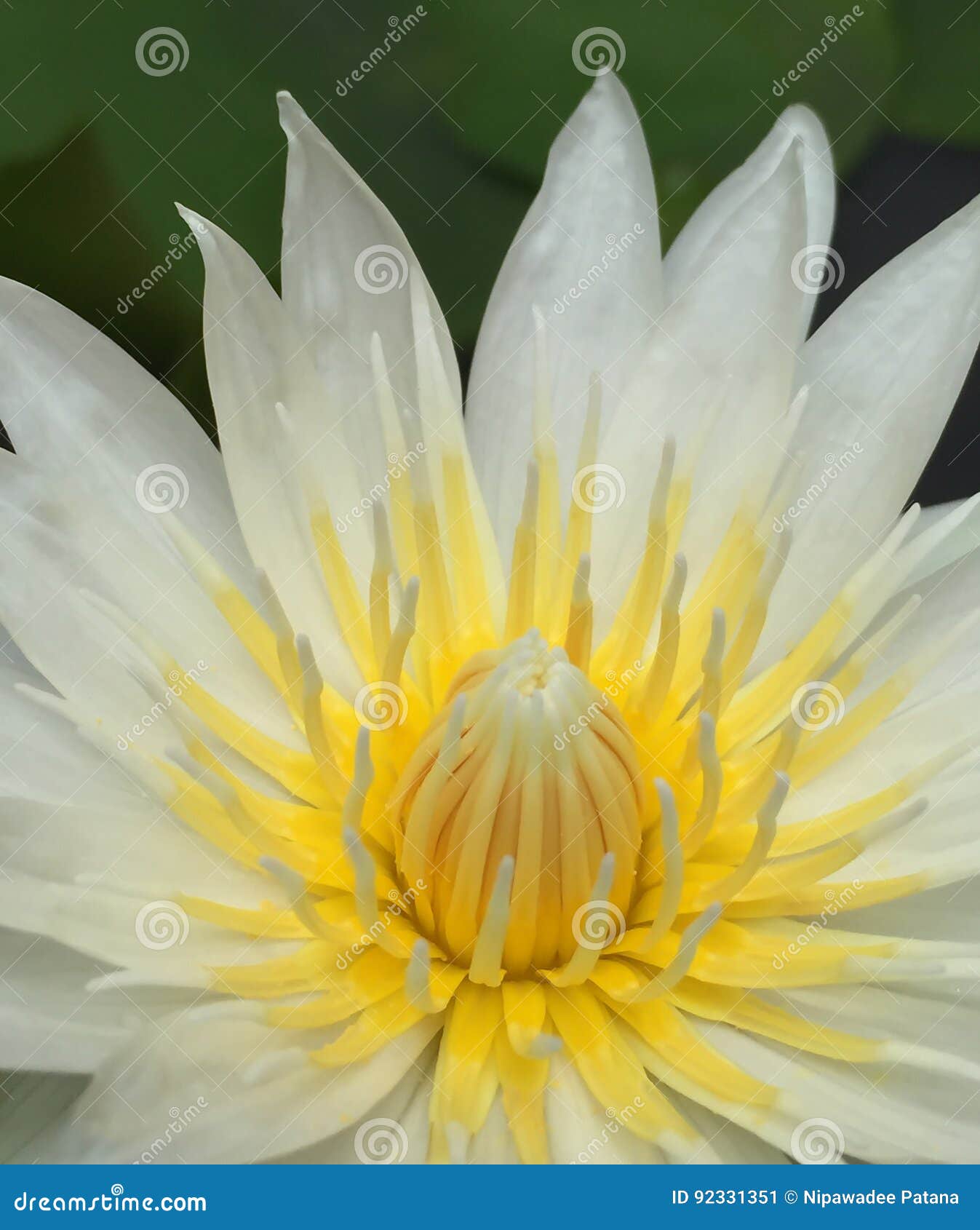 Closeup white lotus stock image. Image of background - 92331351