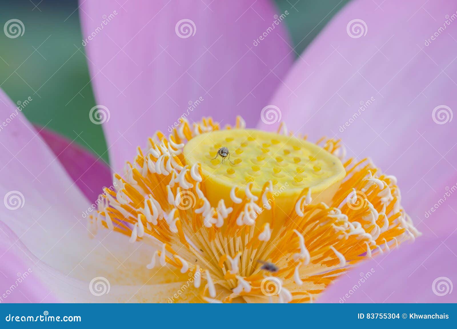 Closeup white lotus pollen stock photo. Image of pink - 83755304