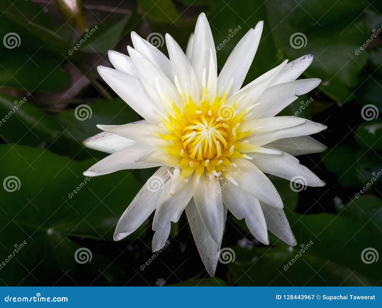 Closeup White Lotus in the Pool Stock Image - Image of blossom, spring ...