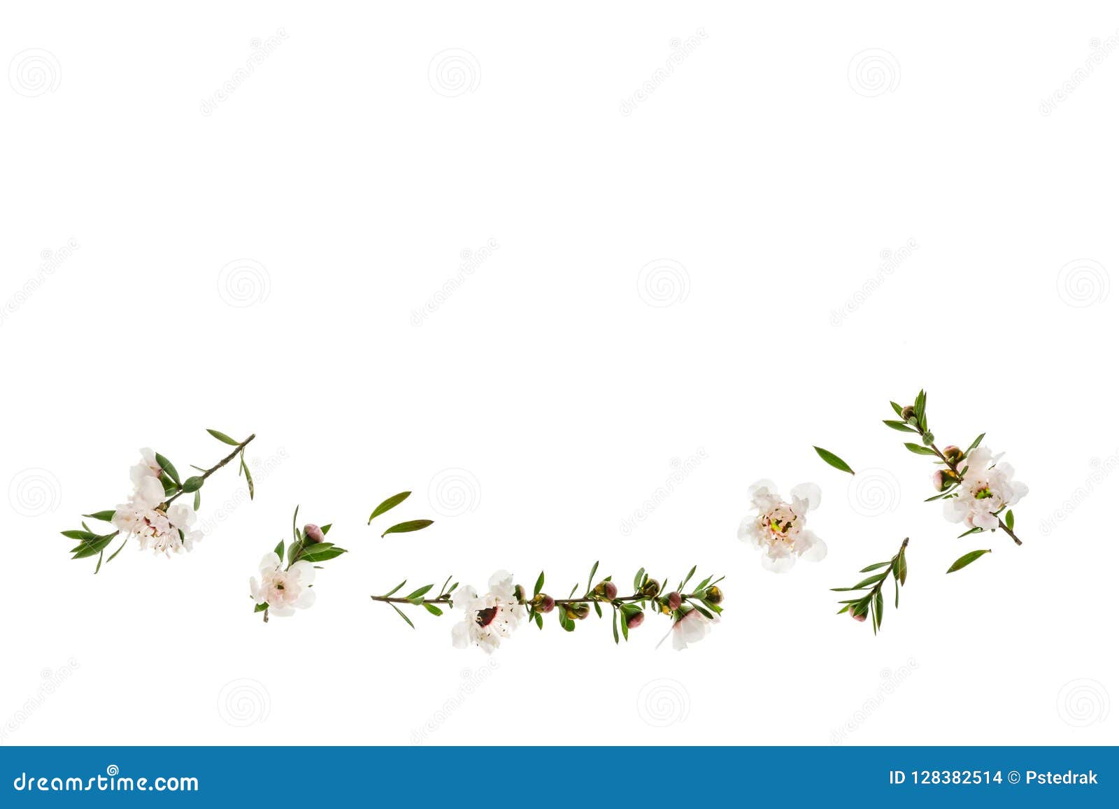 White Manuka Flowers on White Background with Copy Space Stock Photo ...