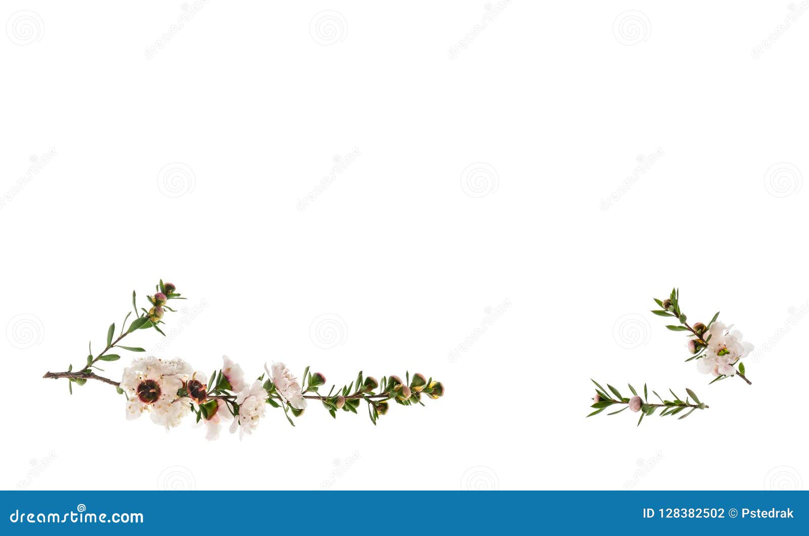 White Manuka Tree Flowers Isolated on White Background with Copy Space ...