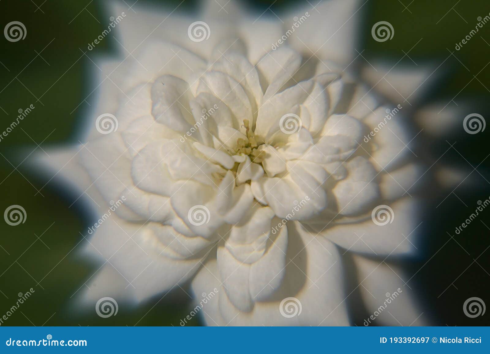Closeup of a White Miniature Rose in Bloom Stock Image - Image of ...