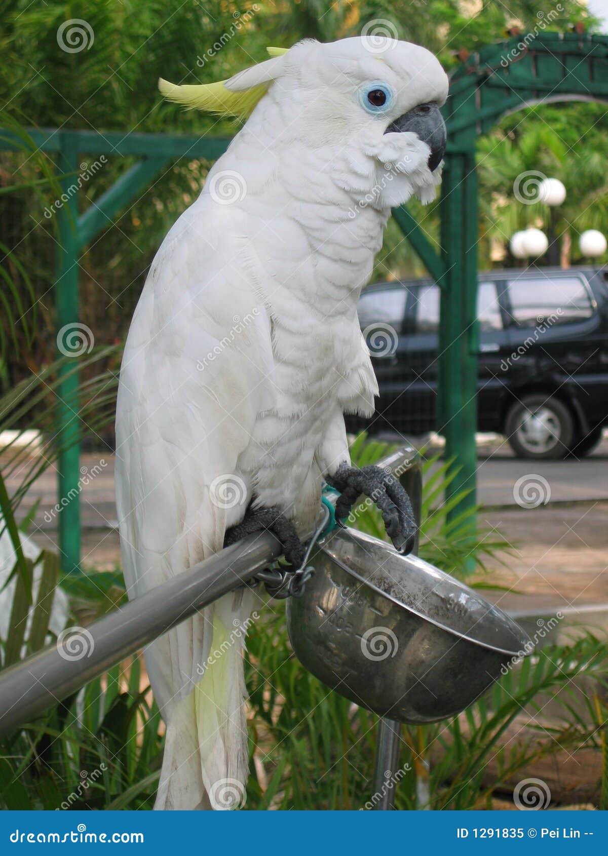 Closeup Of Kea Parrot Chewing On Wood, Typical Bird Behavior ...