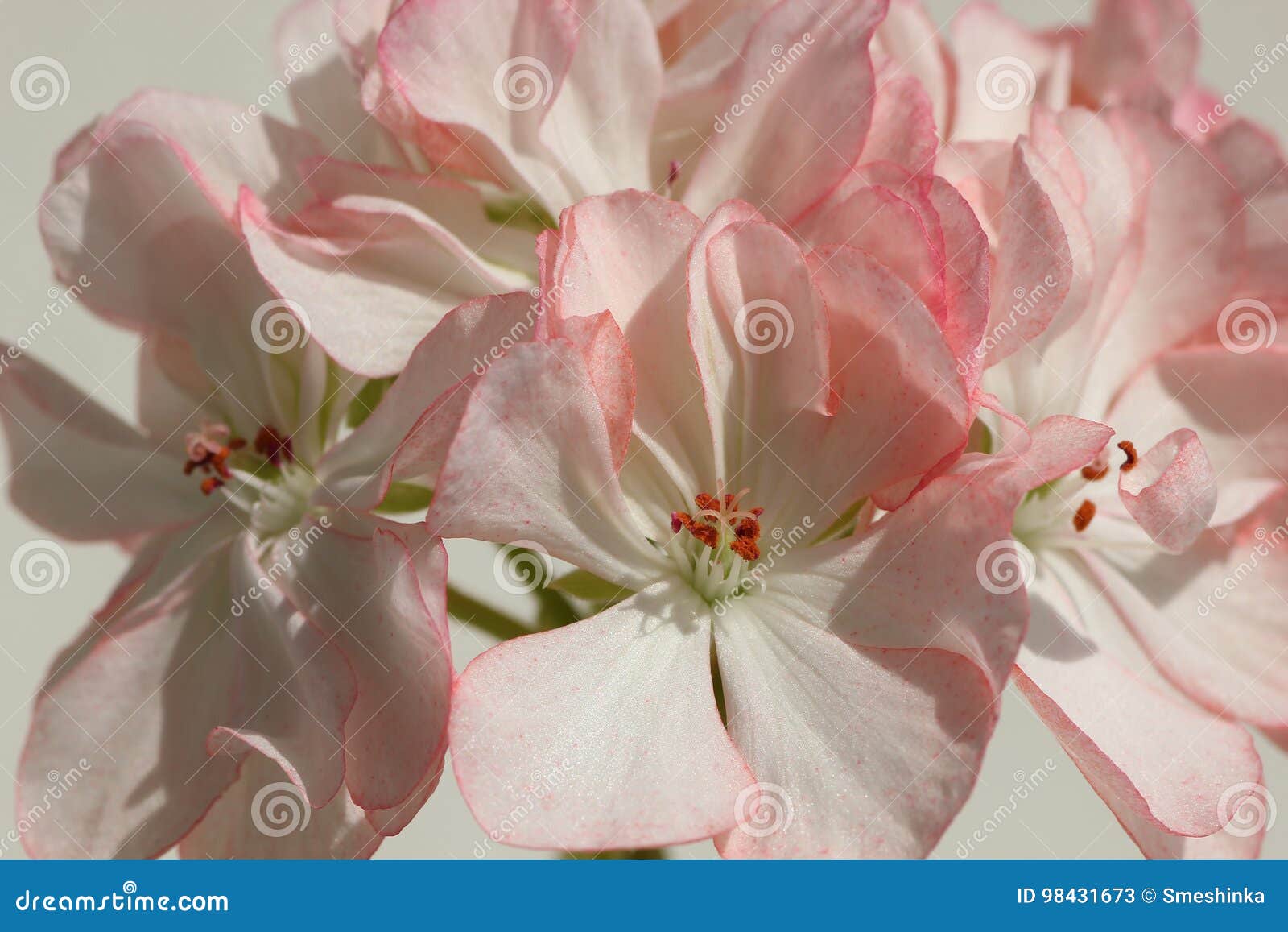 Closeup of White Pelargonium Flower with Red Speckles and Rim Stock ...