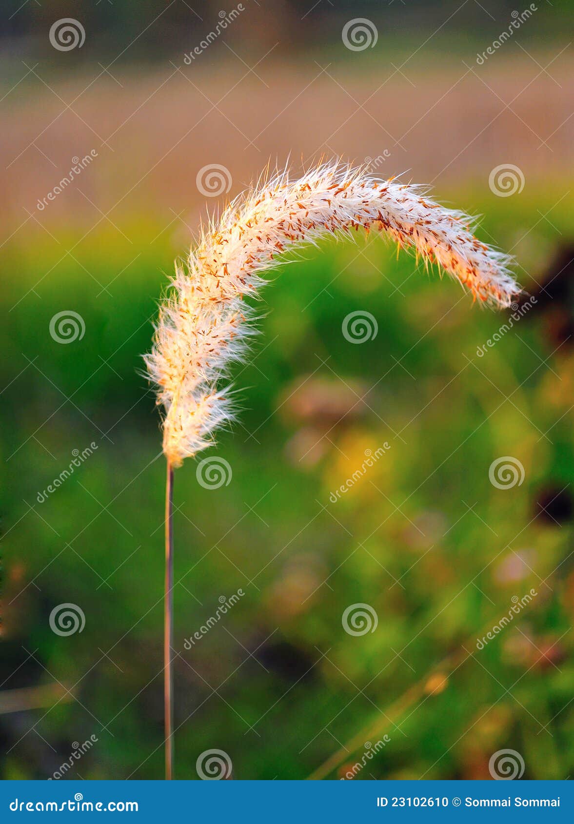 Closeup of white reed stock photo. Image of bush, grass - 23102610