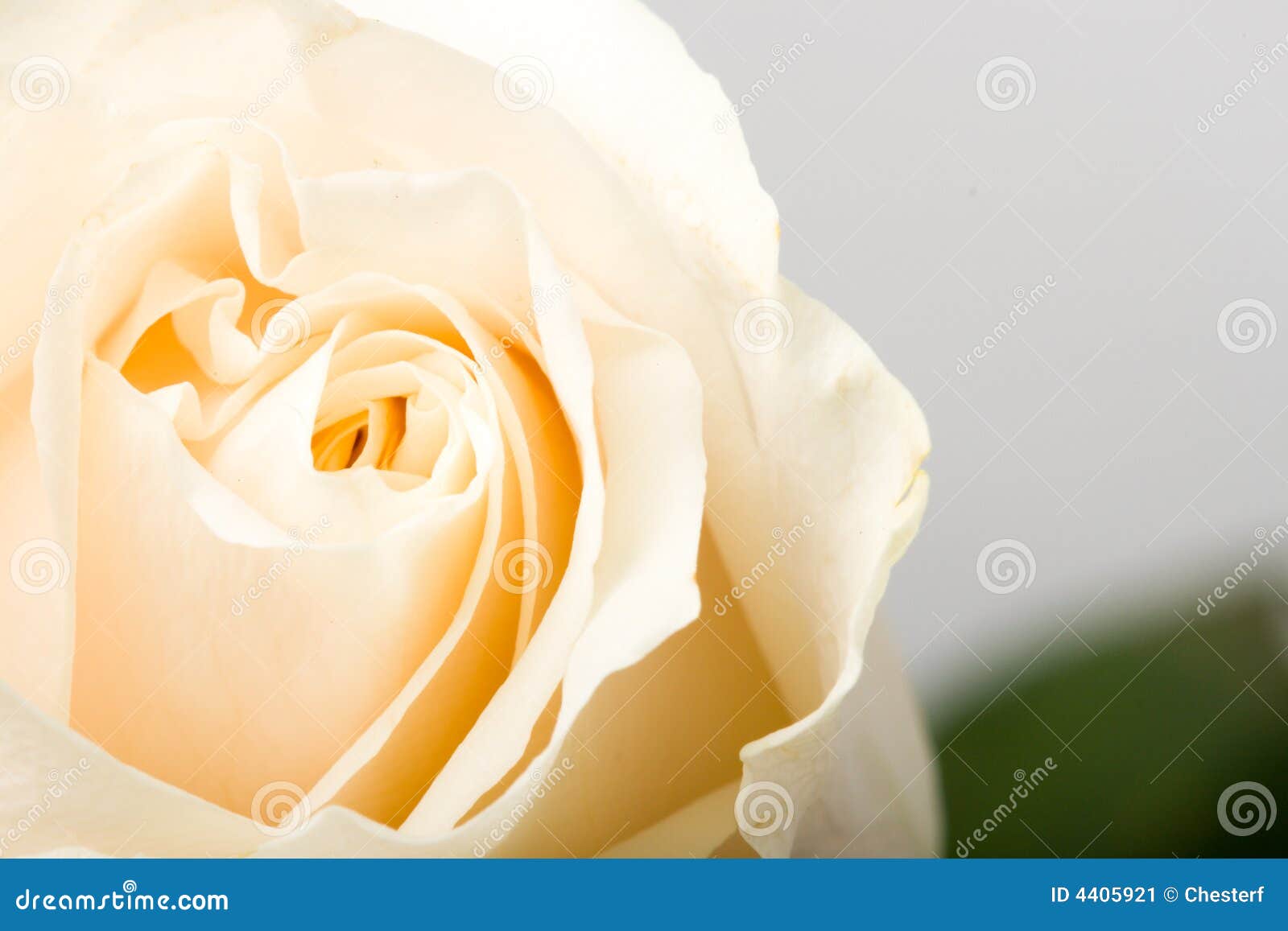 Closeup white rose stock image. Image of bright, silk - 4405921