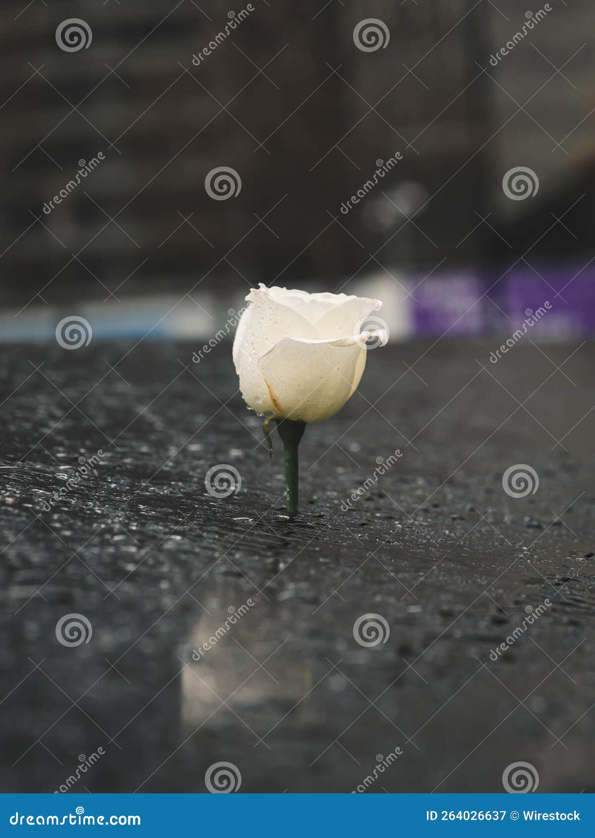 Closeup of White Rose on Ground Stock Image - Image of romantic ...