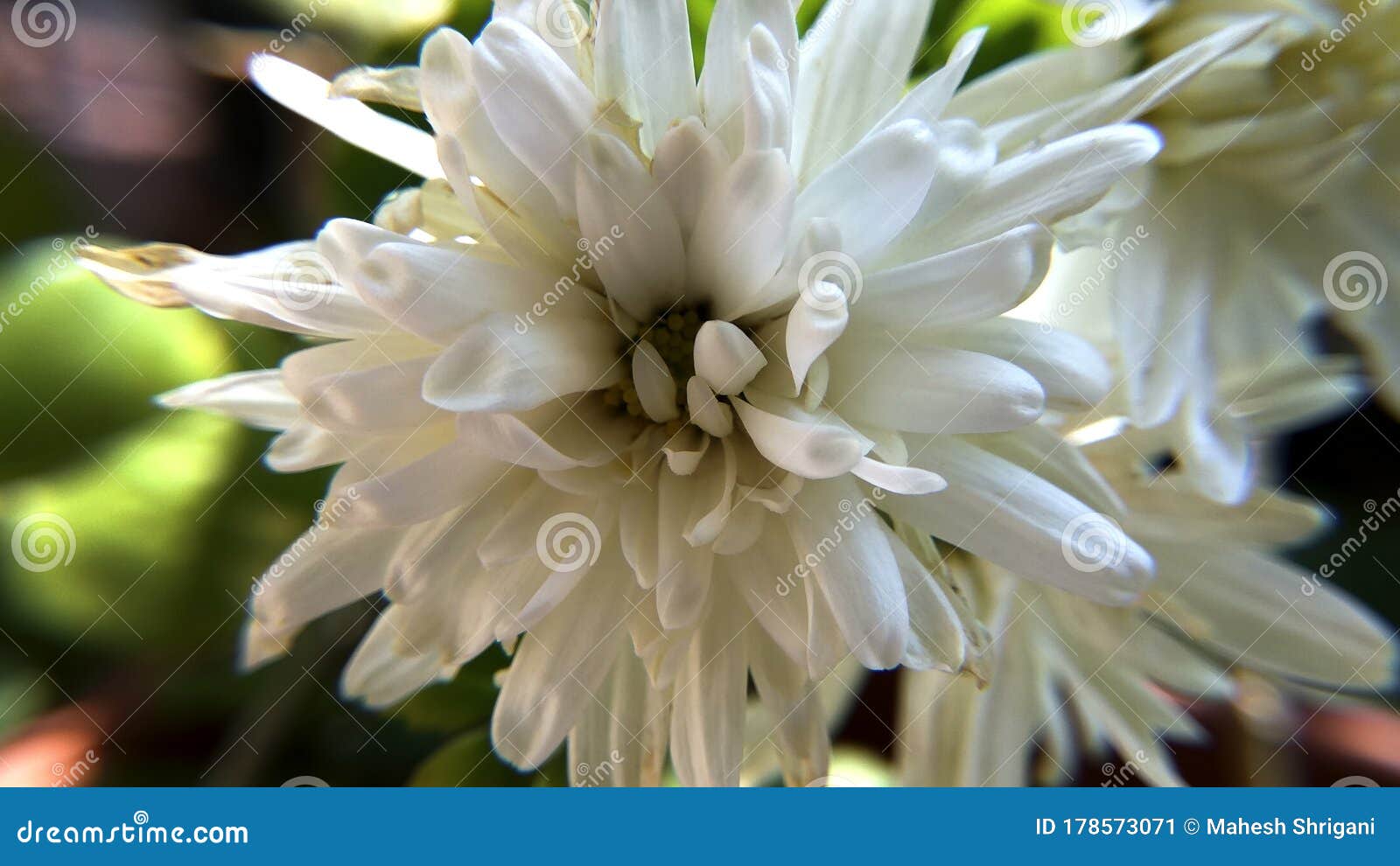 Closeup of White Sevanthi Fresh Flower Stock Image - Image of ...