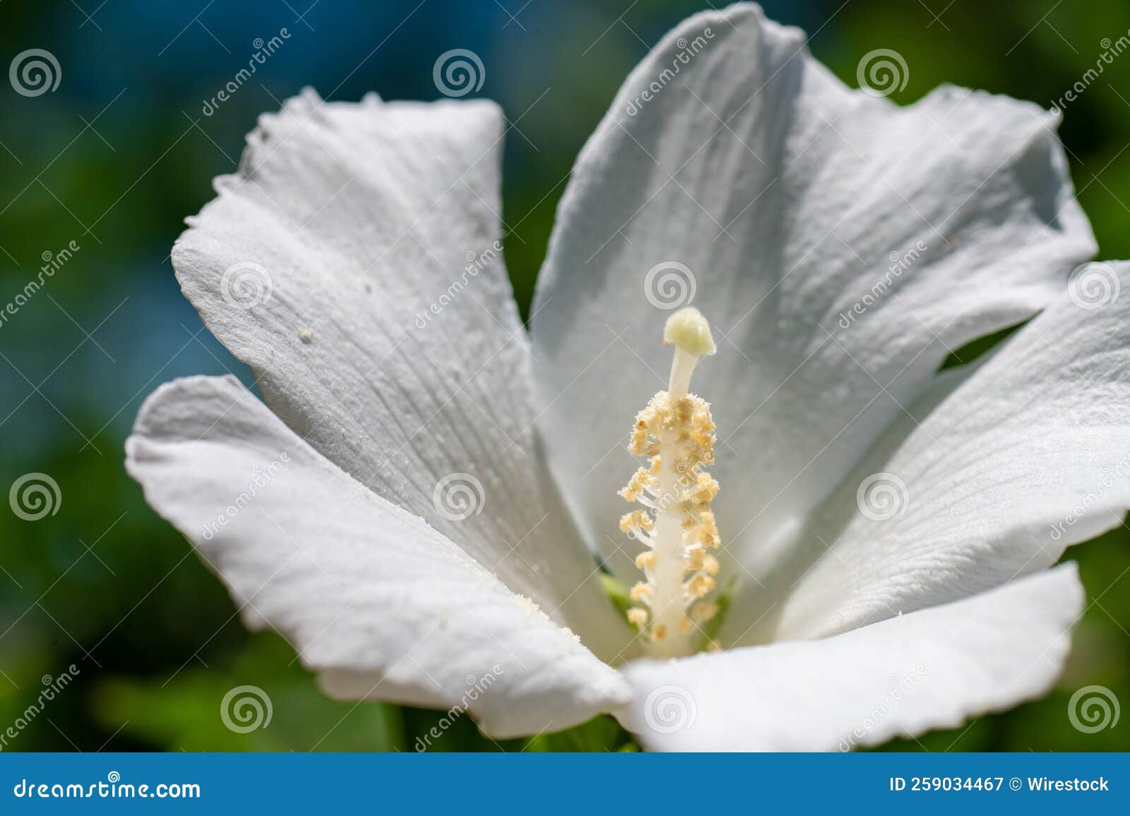 Closeup of a White Shrub Althea Flower Stock Image - Image of beautiful ...