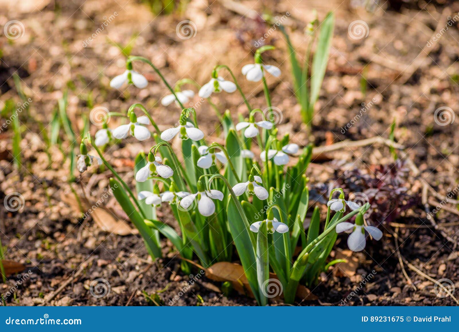 Closeup of White Snow Drop Flowers in Early Spring Stock Image - Image ...