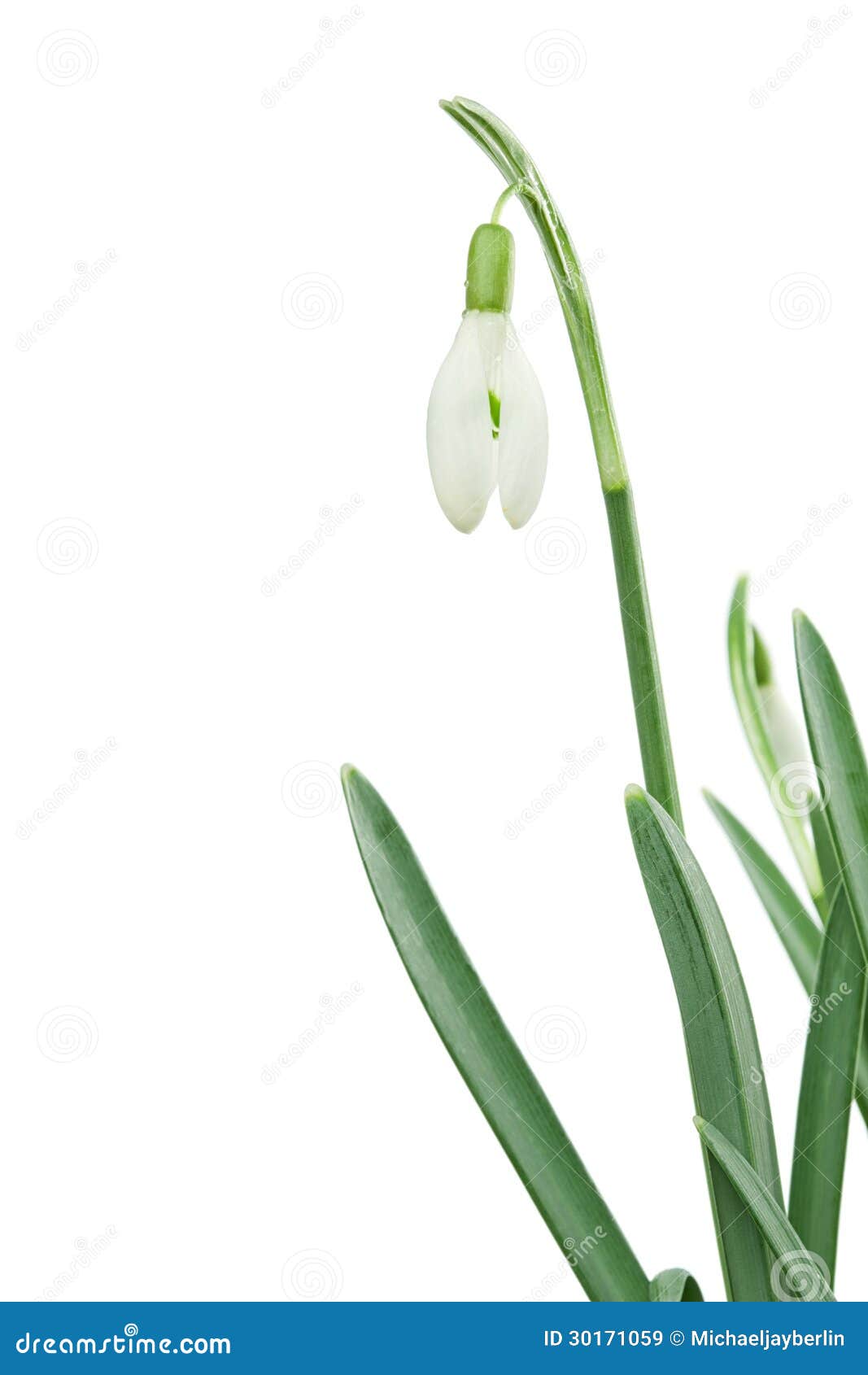Single Isolated Snowdrop stock image. Image of snowdrops - 30171059