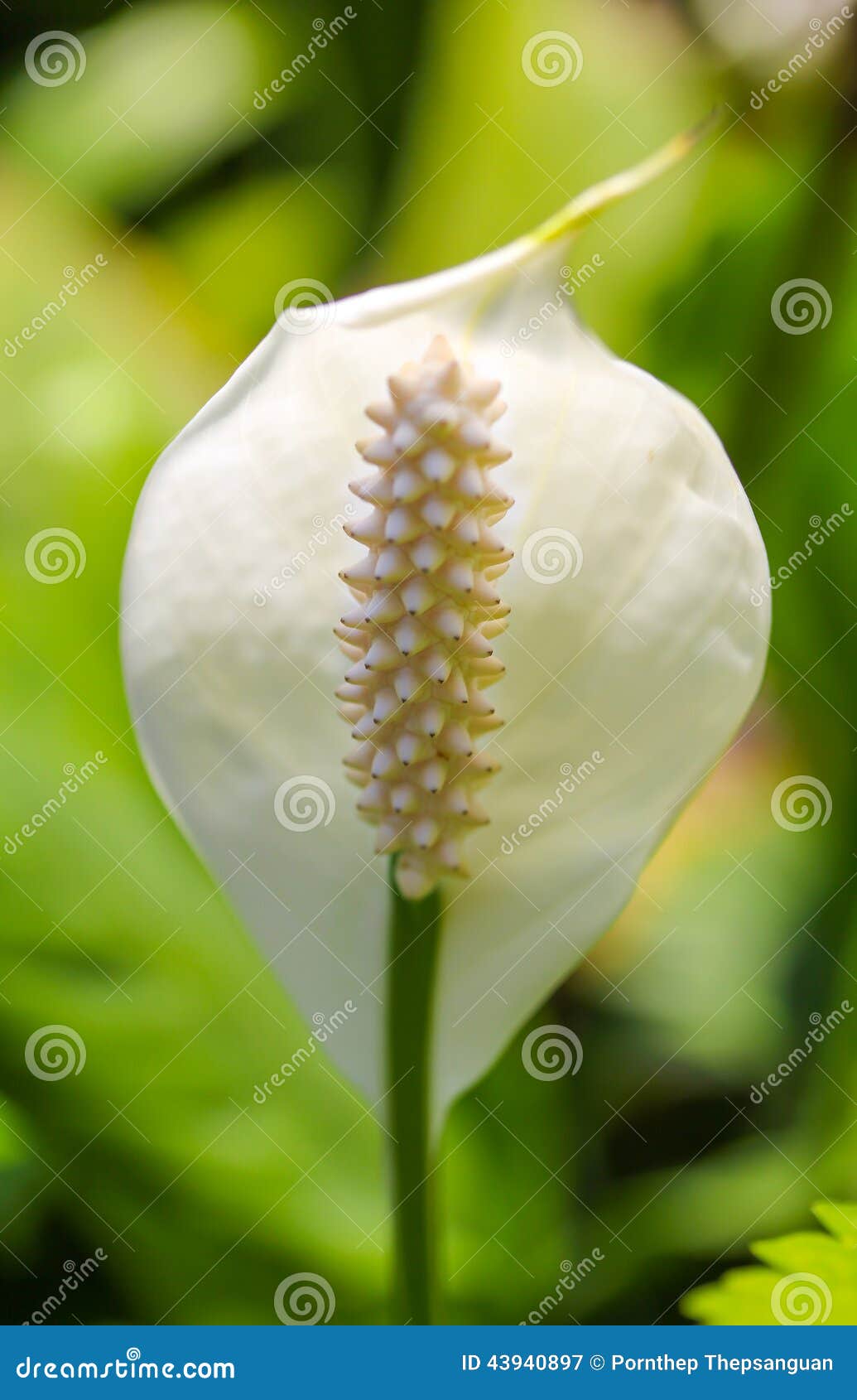 White Spadix Flower Stock Photography | CartoonDealer.com #66866684