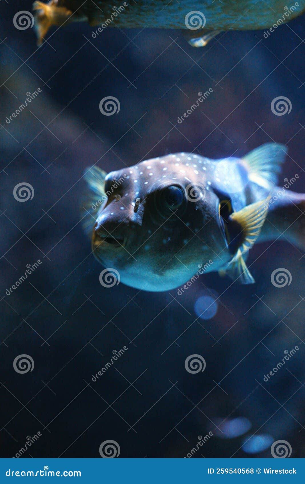 Closeup of a White-spotted Puffer (Arothron Hispidus) Under the Water ...
