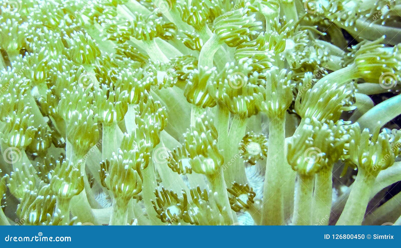 Closeup of White Star Shaped Polyps ,soft Coral, Maldives. Stock Photo ...