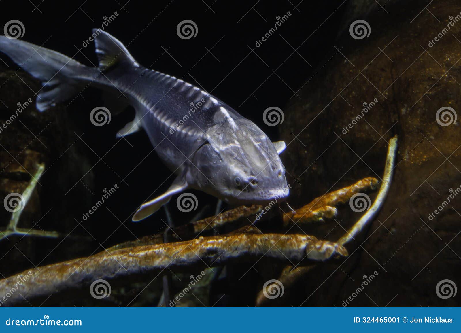 Closeup of White Sturgeon Swimming Along Branches at Bottom of Water ...