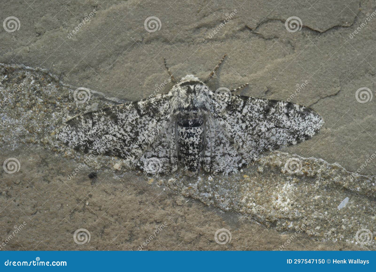 Closeup on the White Version of the Peppered Moth, Biston Betularia ...
