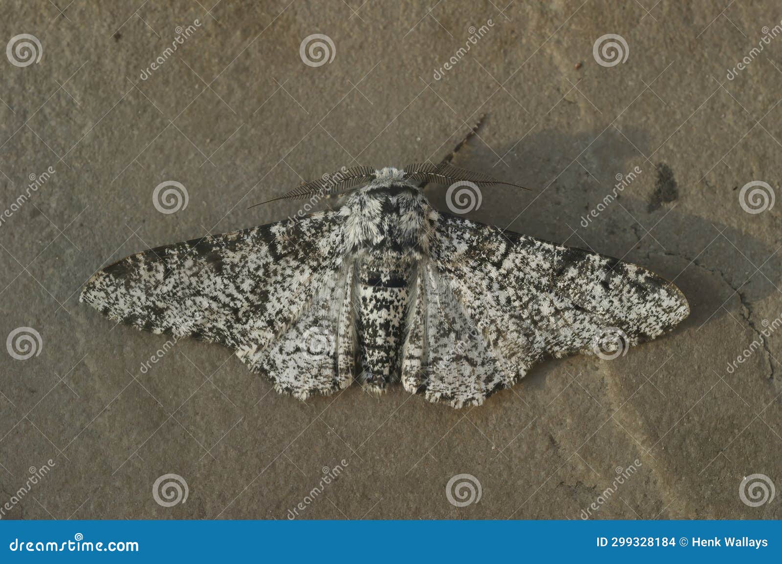Closeup on the White Version of the Peppered Moth, Biston Betularia ...
