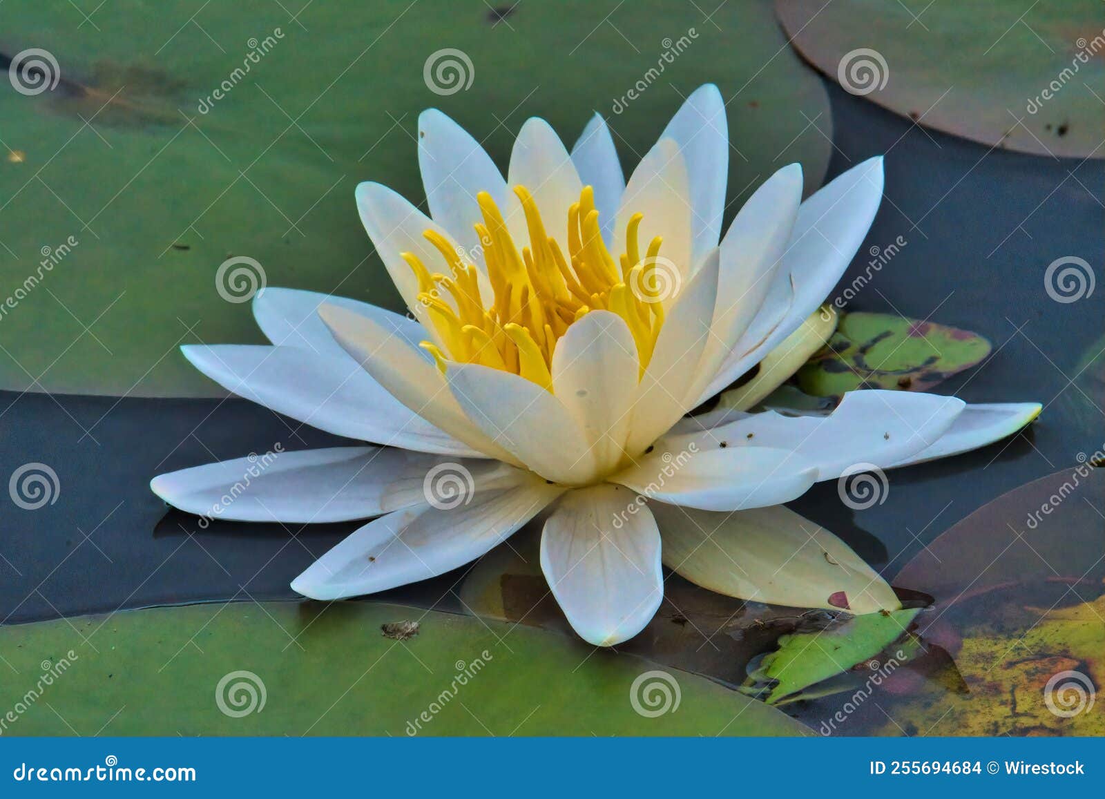 Closeup of a White Water Lily on the Surface Stock Photo - Image of ...