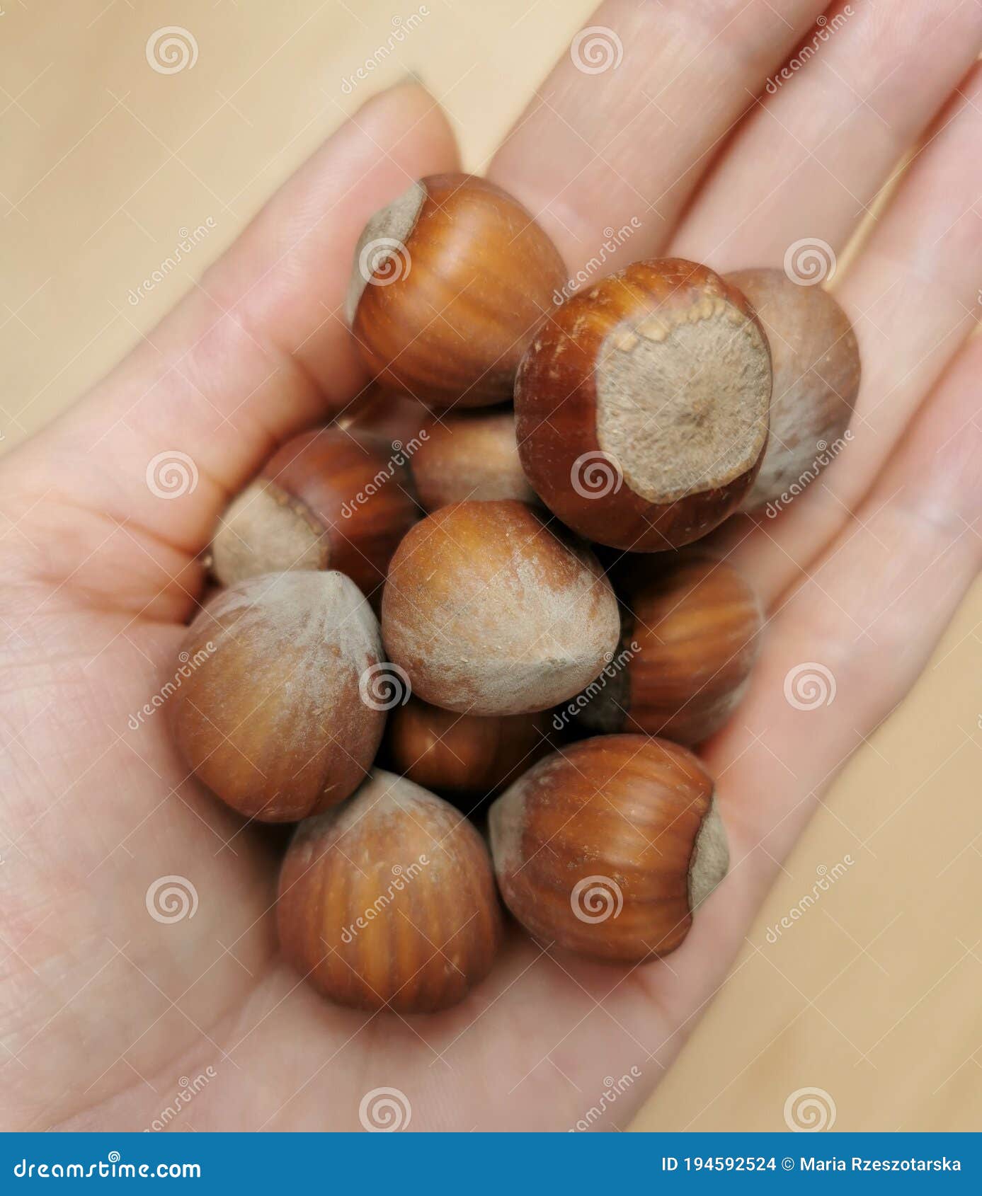 Hazelnuts in hand. stock photo. Image of healthy, healthyfatnuts ...