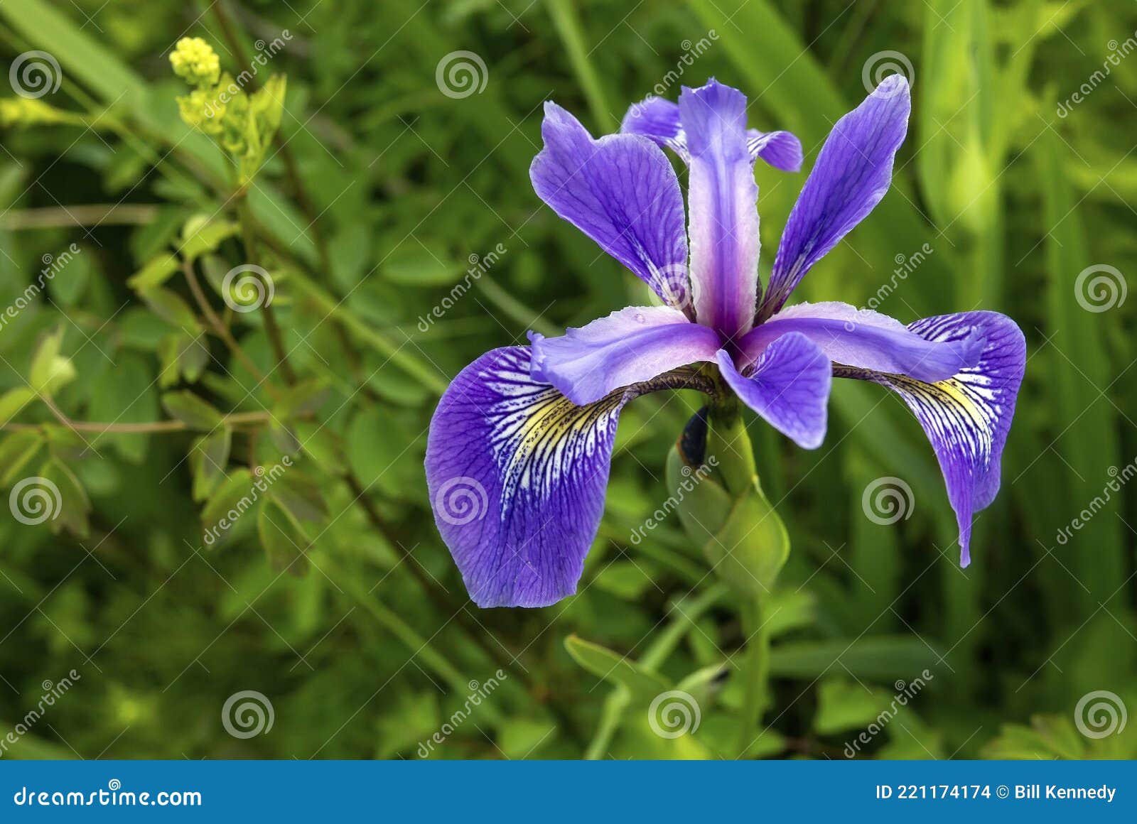 Iris Versicolor, Variegated Flowers Of Rich Violet Mottled Stock Photo ...