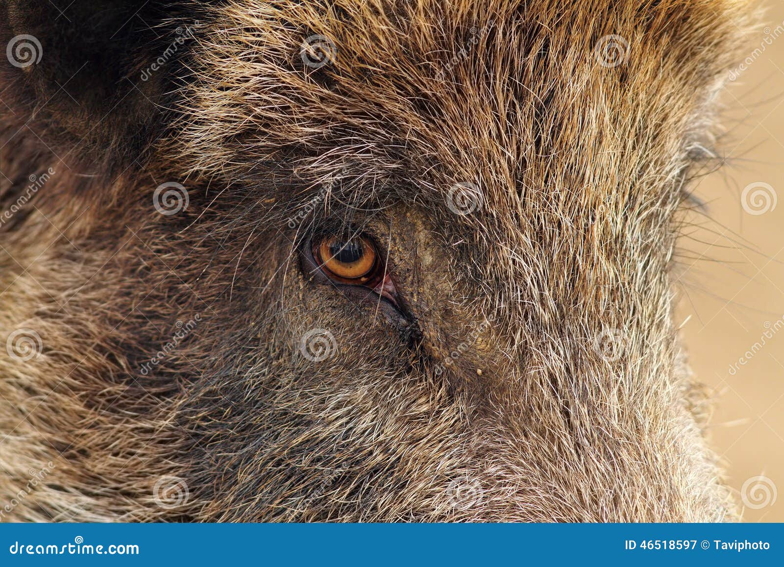 Closeup of a wild boar stock image. Image of forest, nature - 46518597