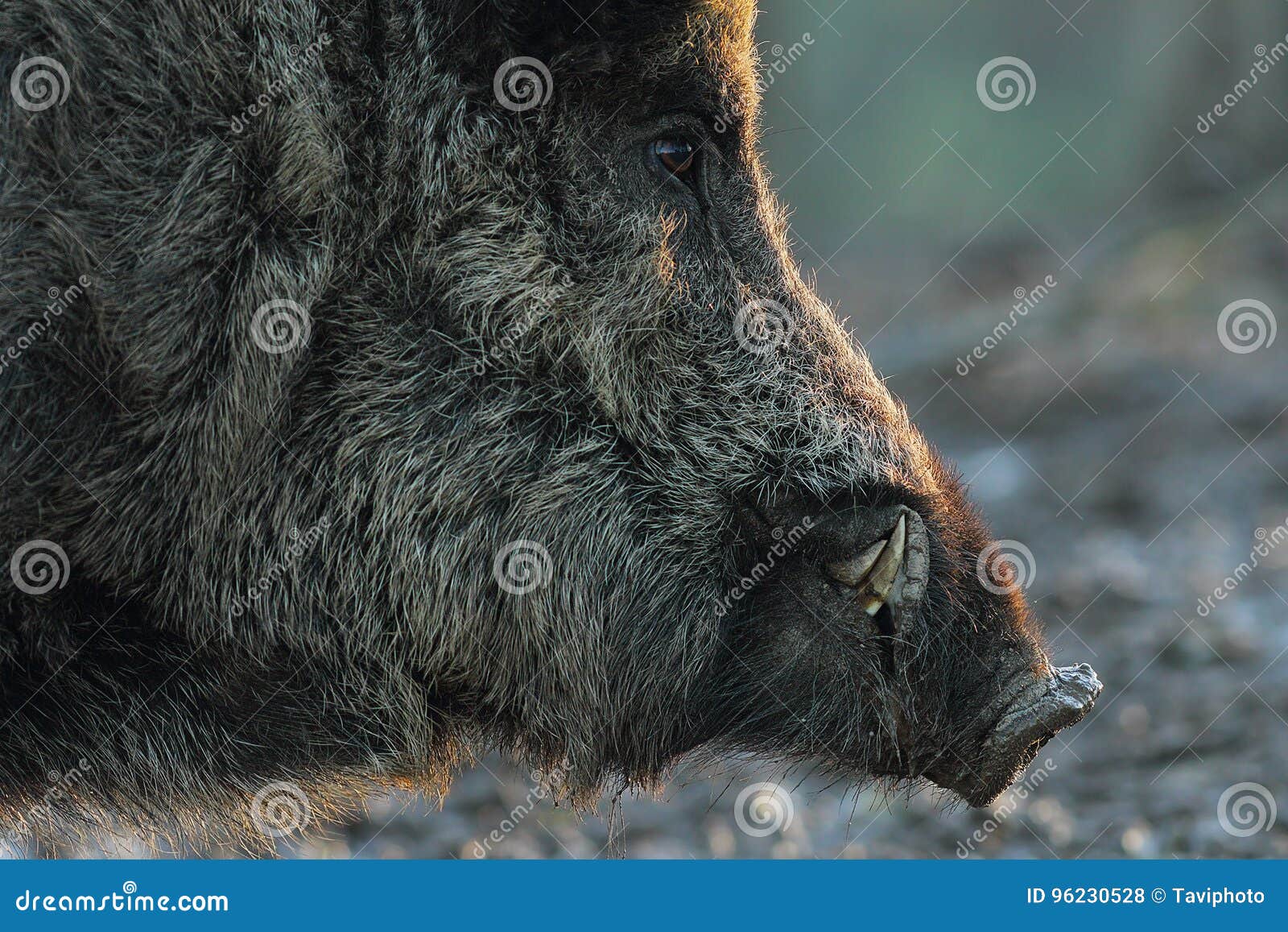 Closeup of wild boar head stock photo. Image of animals - 96230528