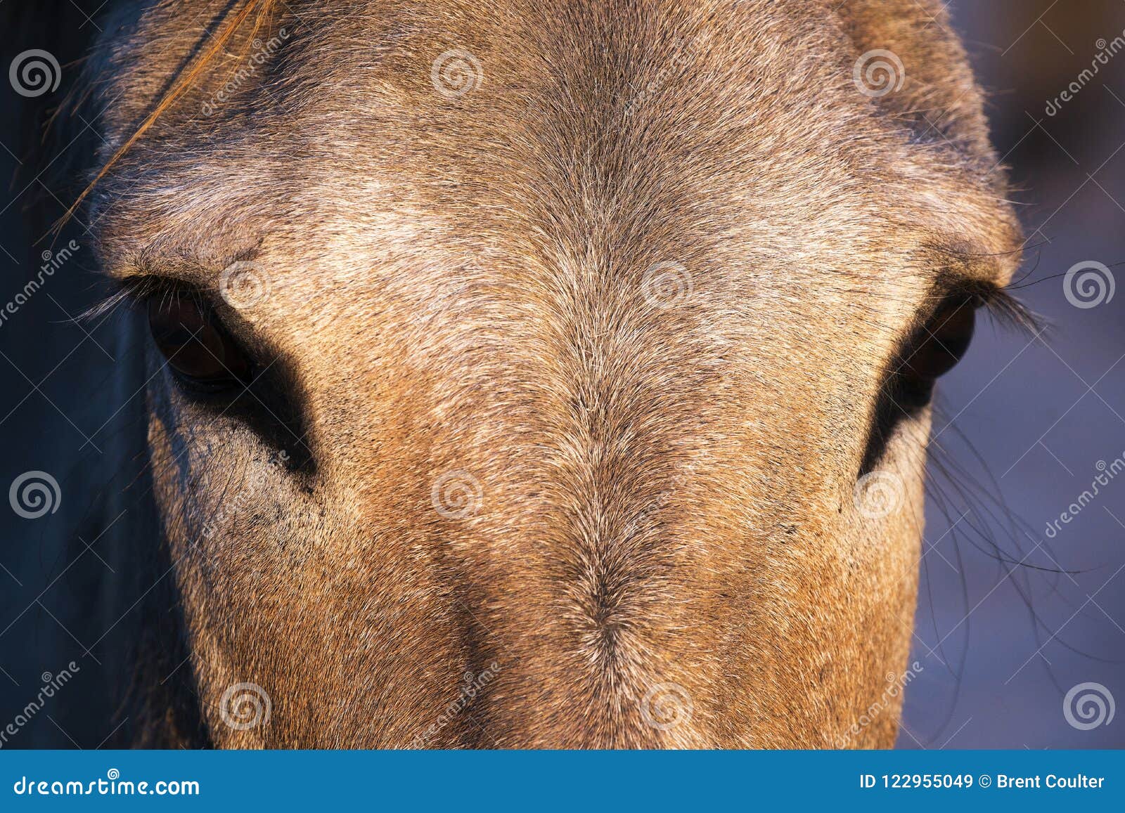 Wild Burro Face and Eyes stock image. Image of gaze - 122955049