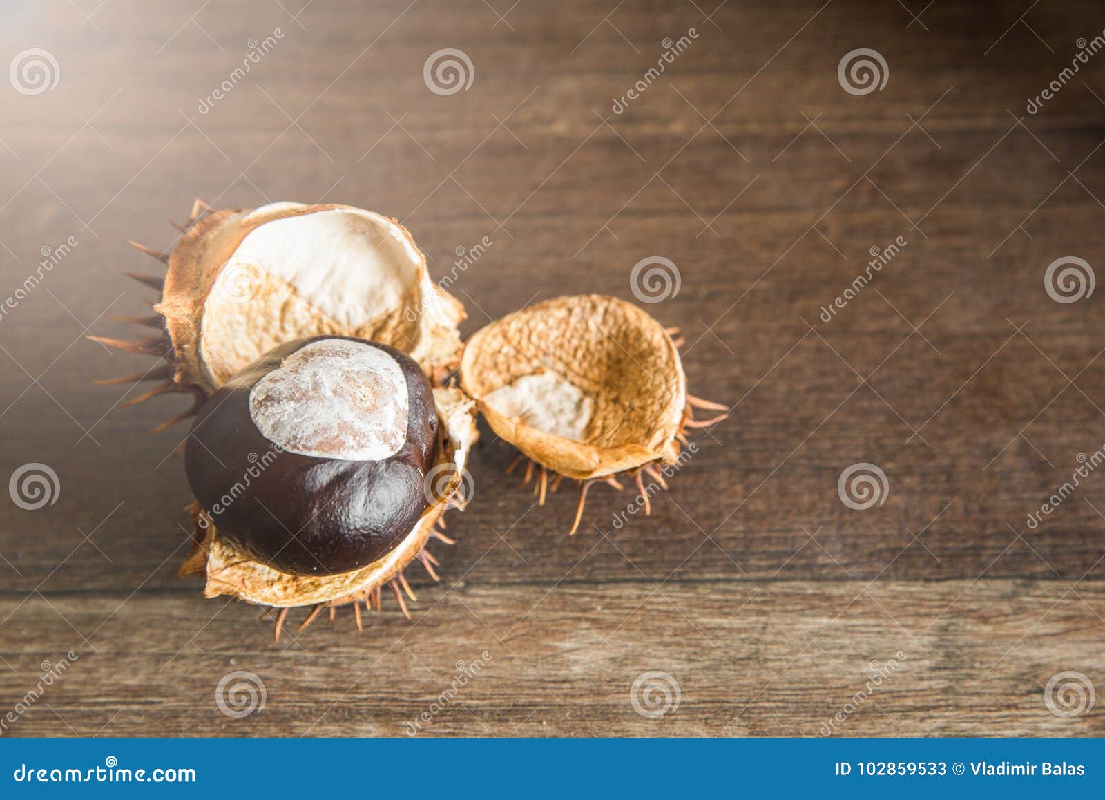 A fresh wild chestnut stock image. Image of chestnut - 102859533