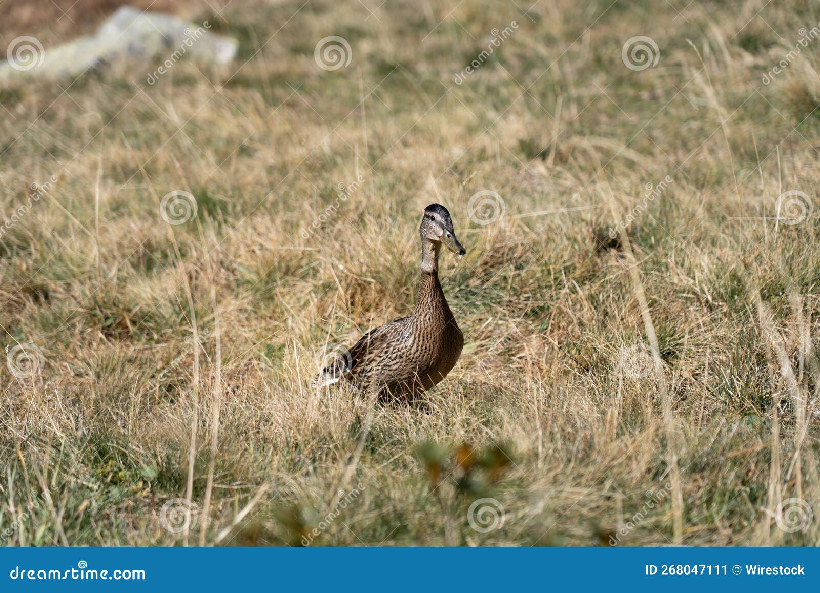 Closeup of a Wild Duck in a Field Stock Image - Image of rural, duck ...