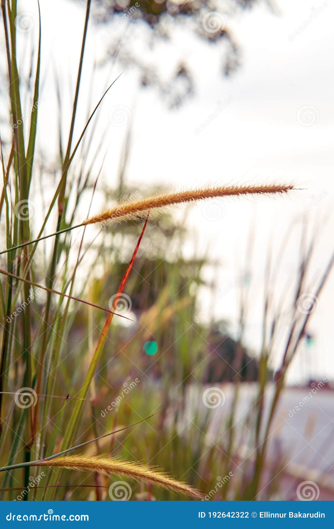 Closeup of Wild Field of Grass in Malaysia Stock Photo - Image of color ...