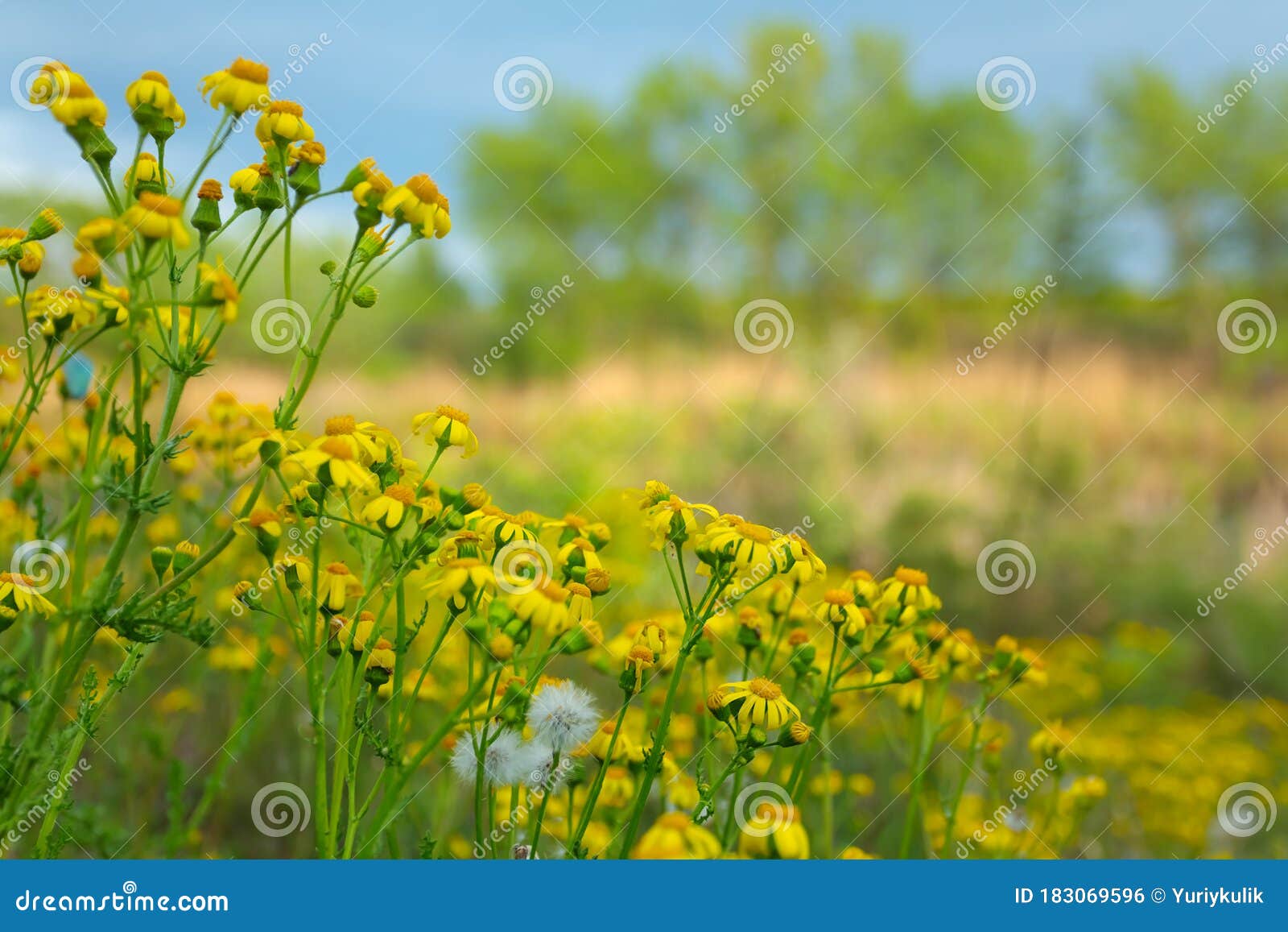 Wild Flowers among a Prairie Stock Photo - Image of scenic, closeup ...