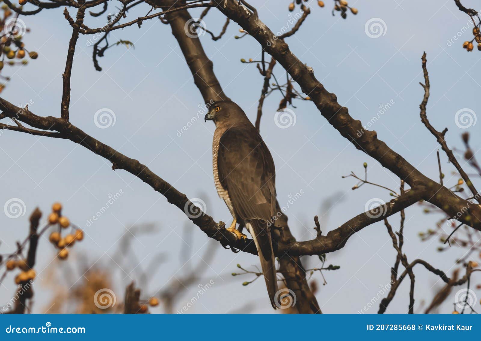 A Wild Hawk Raptor Sitting on a Branch of a Tree Stock Photo - Image of ...