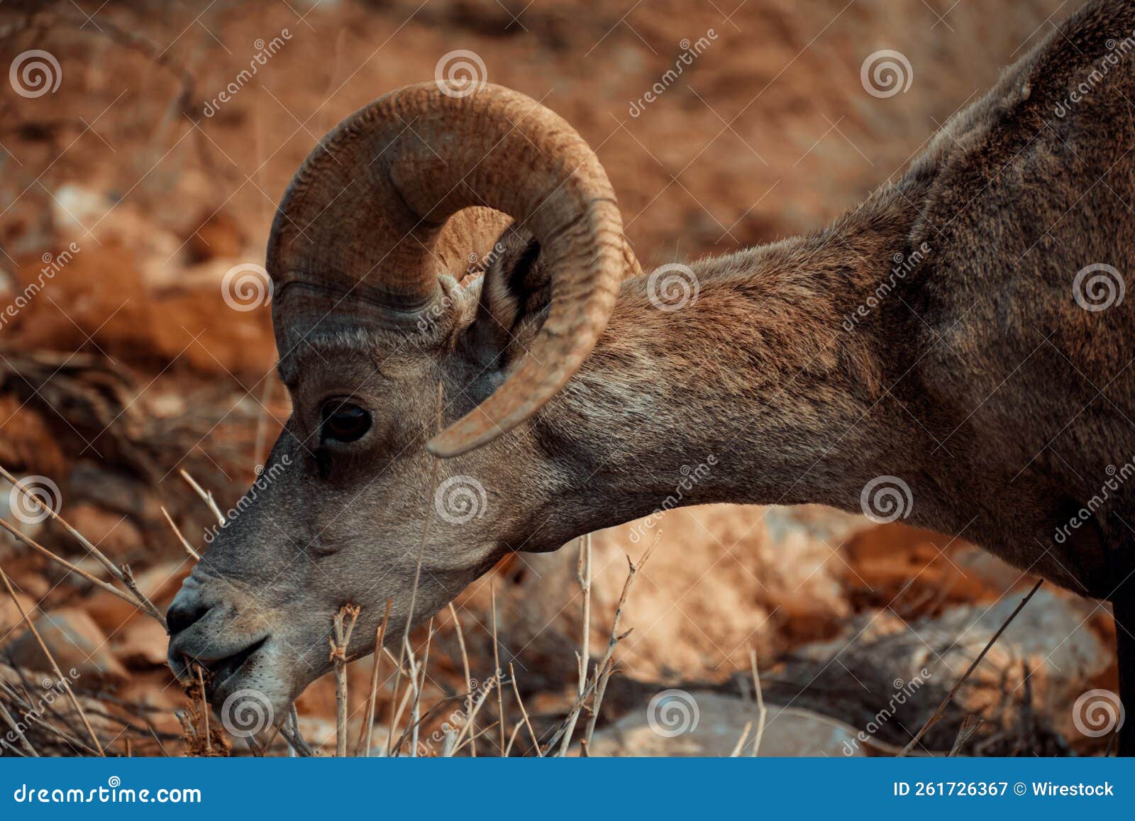 Closeup of a Wild Mountain Goat Ram Eating the Herb in Utah Stock Image ...