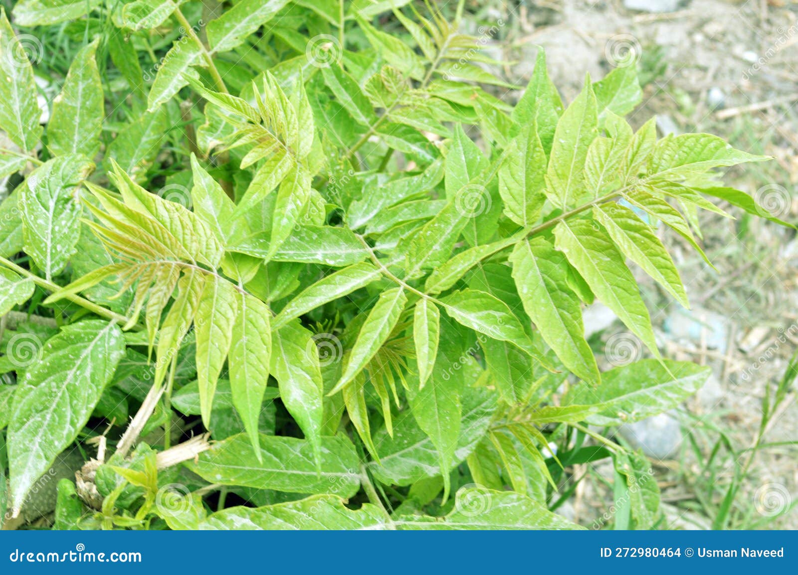 A Closeup Wild Neem Leaves on a Plant Stock Photo - Image of branch ...