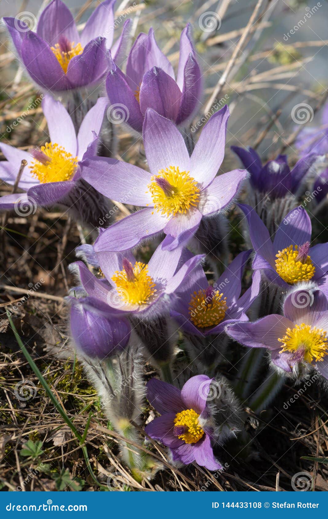 Closeup of a Wild Pasque Flower in Springtime Stock Photo - Image of ...