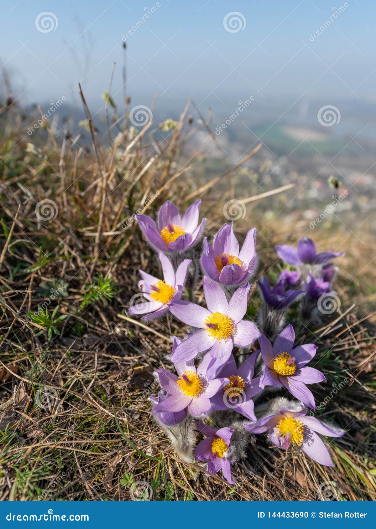 Closeup of a Wild Pasque Flower in Springtime Stock Photo - Image of ...