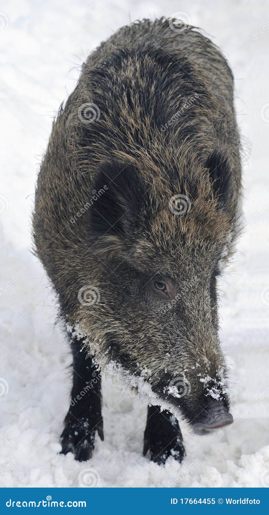 Closeup of Wild Pig in Snow Stock Image - Image of mammal, winter: 17664455