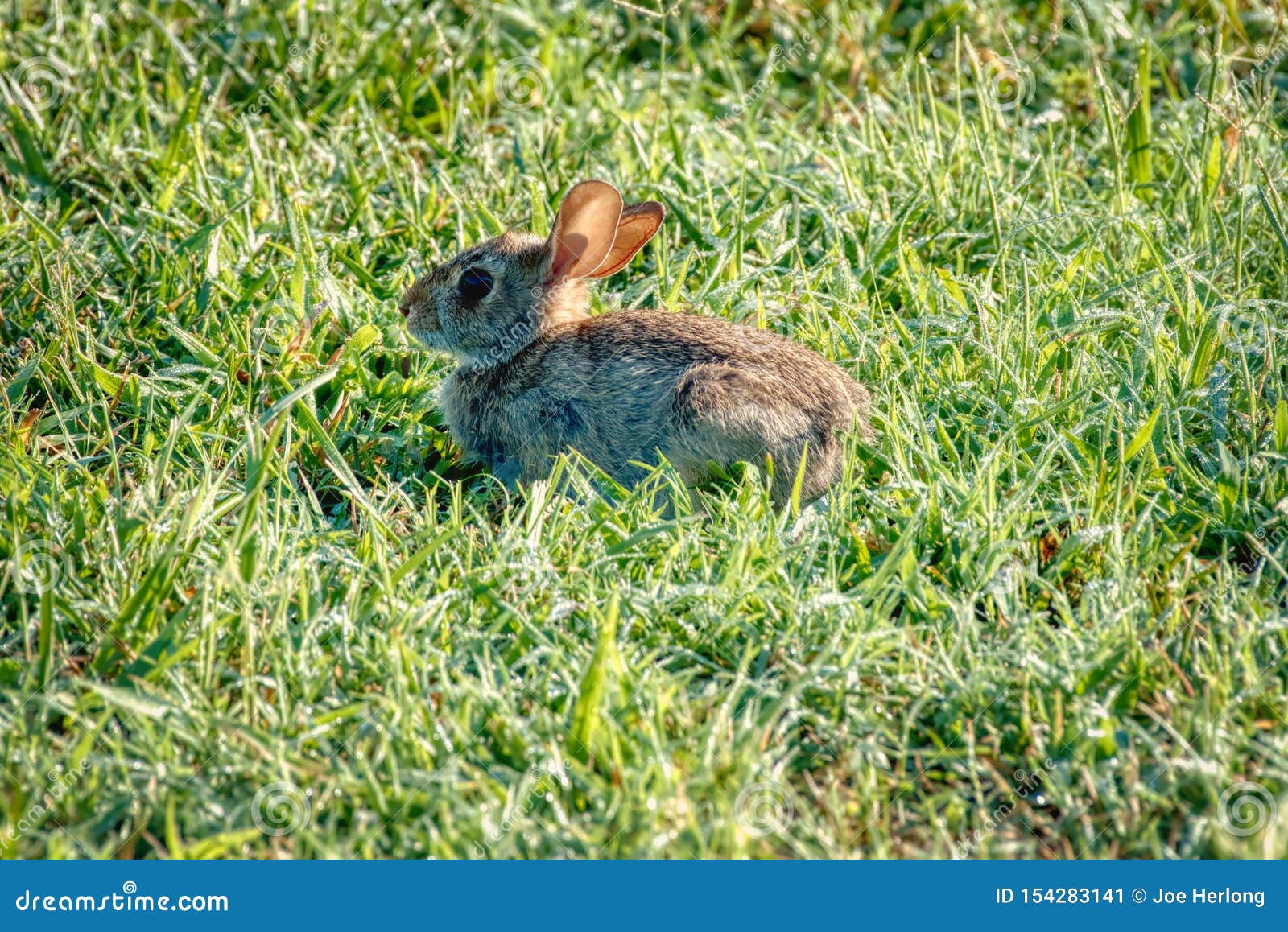A Closeup of a Wild Rabbit. Stock Image - Image of early, wild: 154283141
