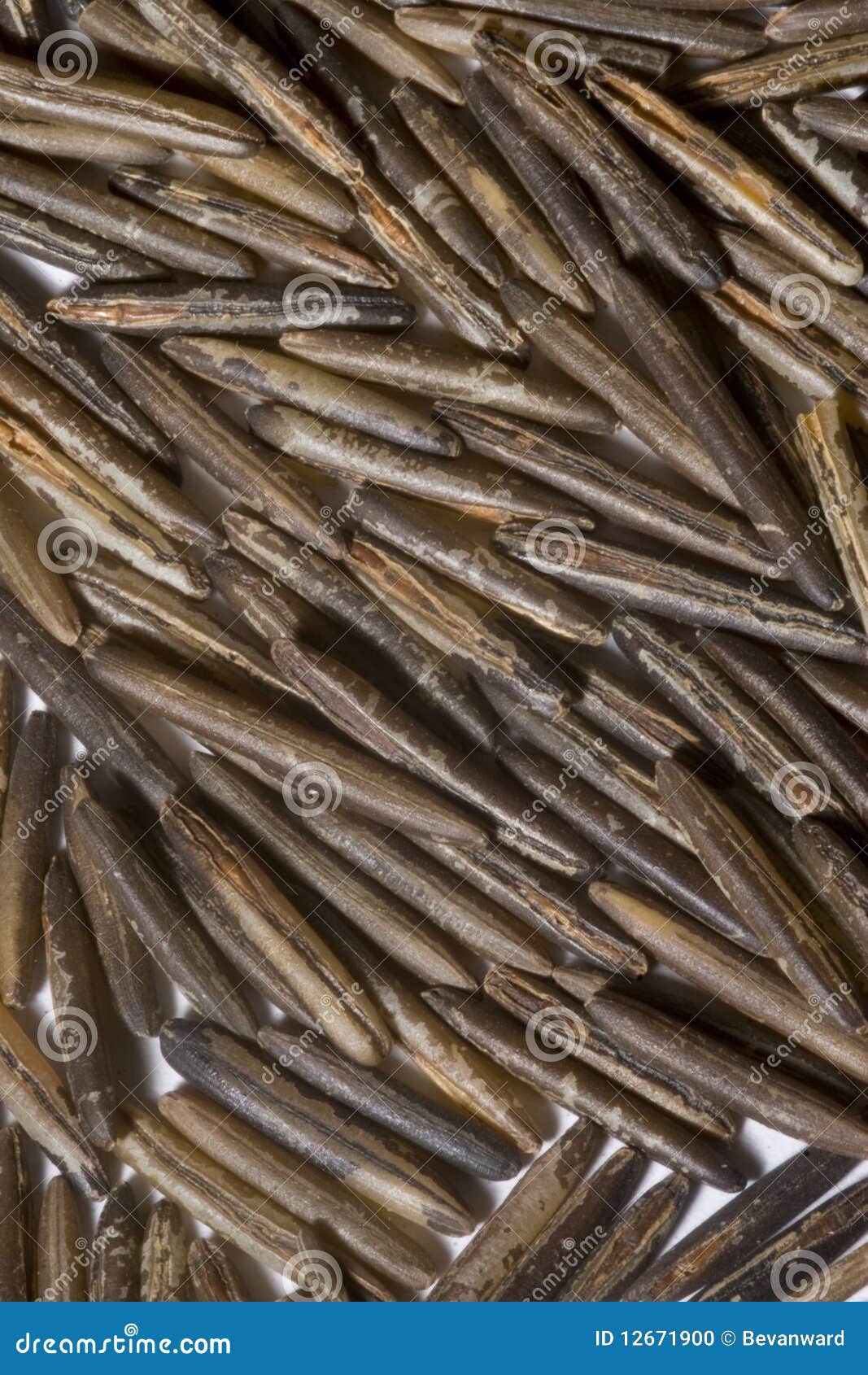 Closeup of wild rice stock photo. Image of natural, diet - 12671900