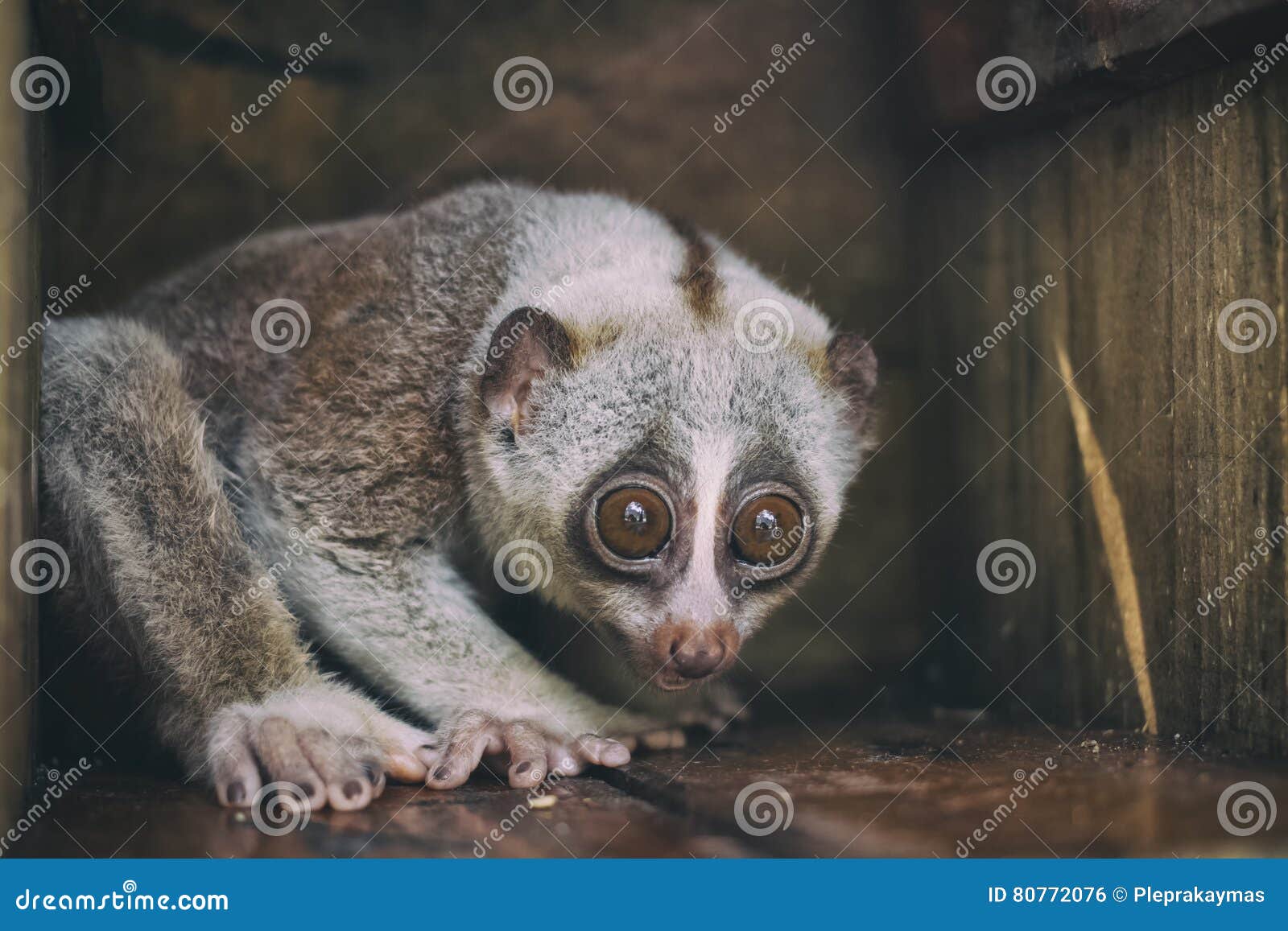 Closeup Wild Slow Loris Monkey Stock Photo - Image of toes, cute: 80772076