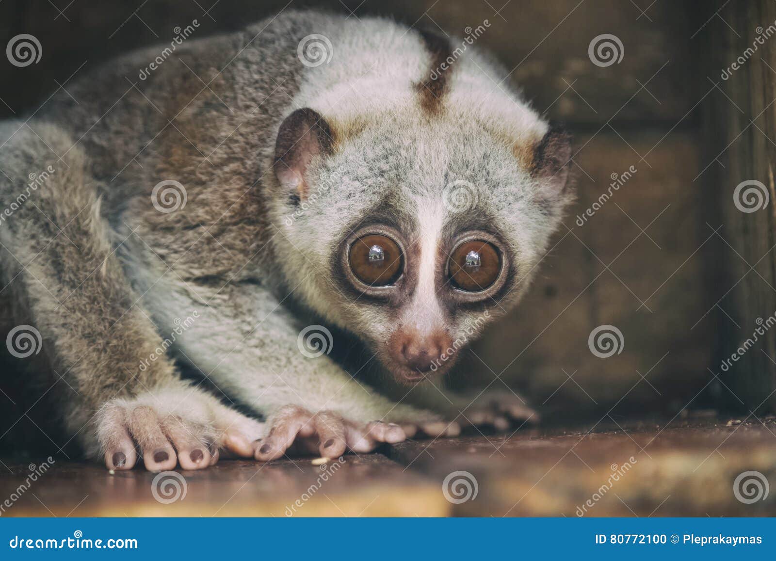 Closeup Wild Slow Loris Monkey Stock Photo - Image of loris, borneo ...