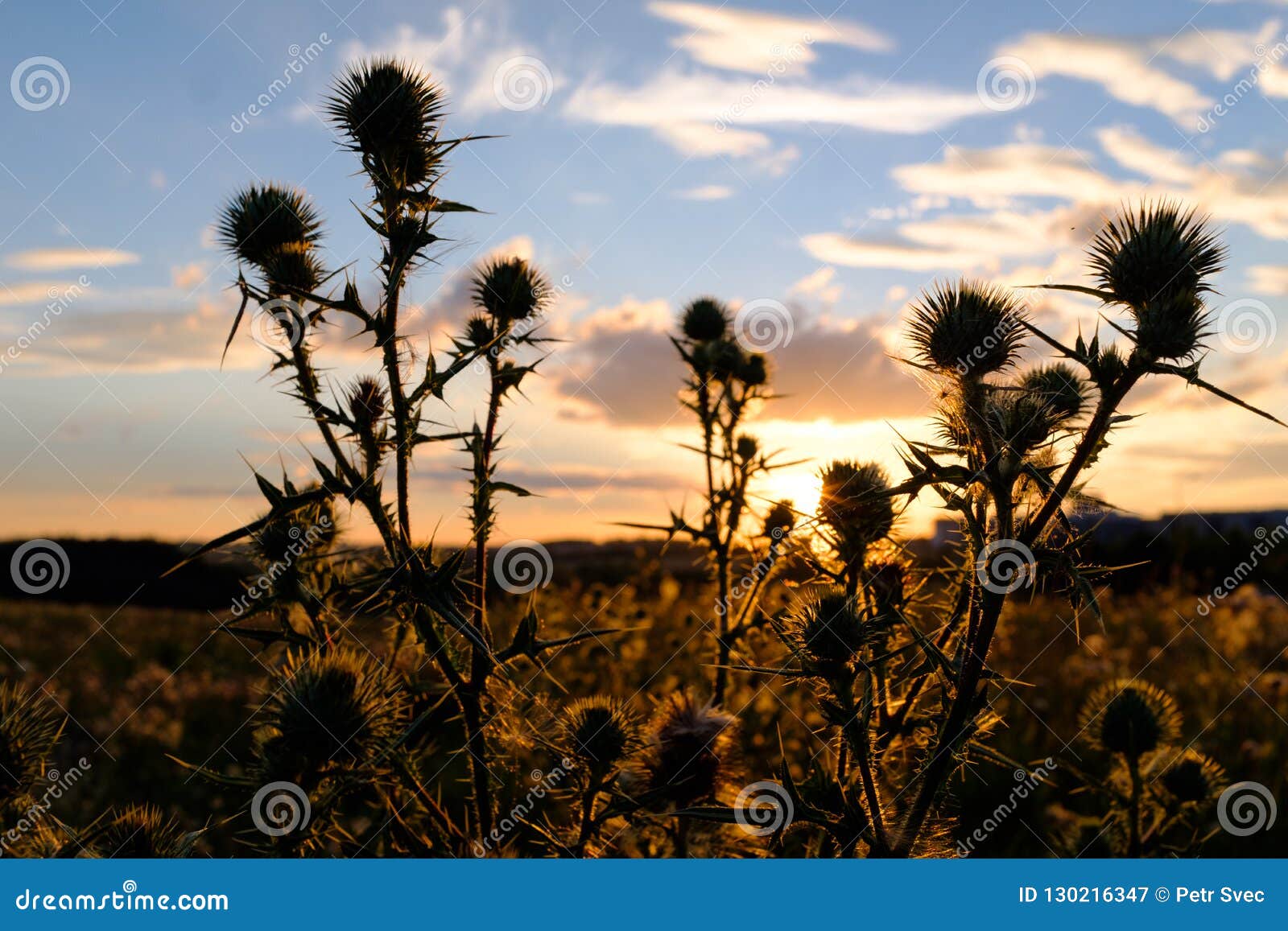 Dry Thistle in Fall during Sunset Stock Image - Image of plant, thistle ...